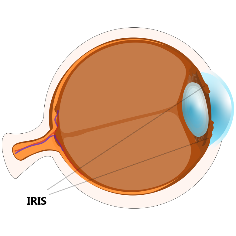 Ocular Anatomy - The Eye Care Advocate